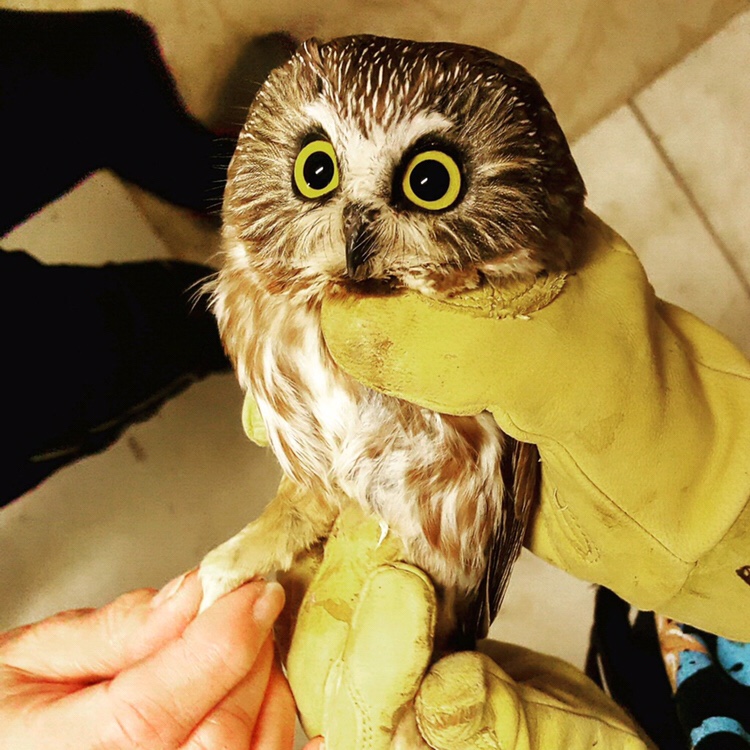 Pigwidgeon – Recovery and Redirection